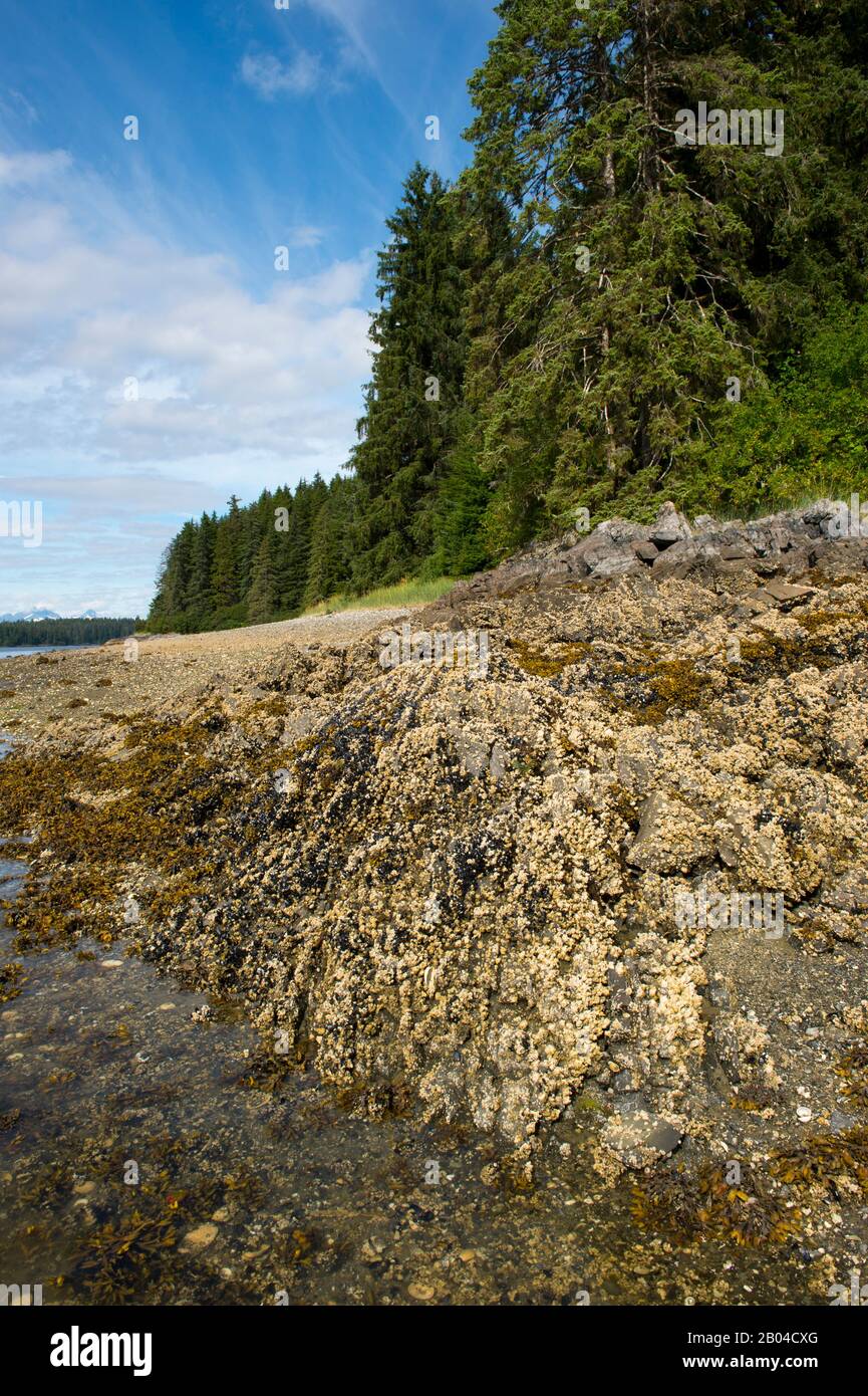 Kelp forest alaska hi-res stock photography and images - Alamy