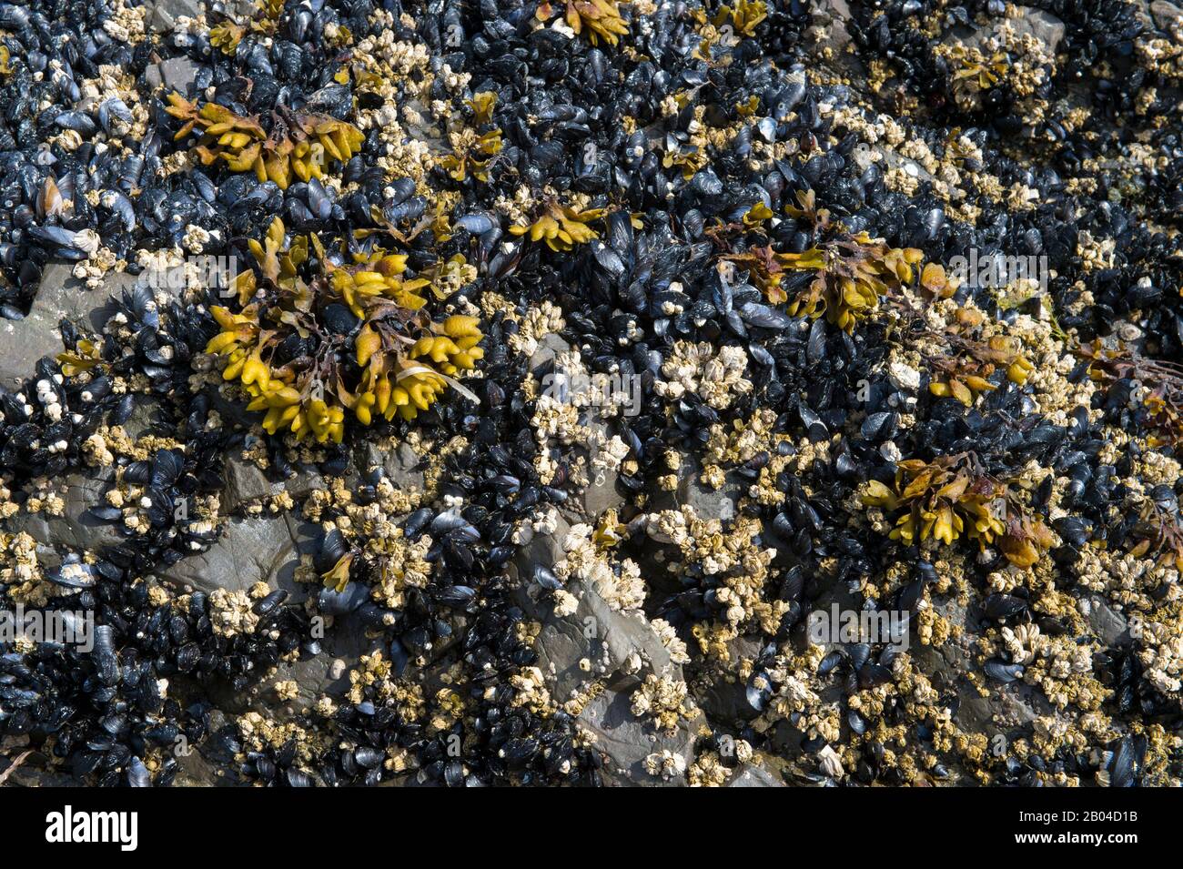 Kelp forest alaska hi-res stock photography and images - Alamy