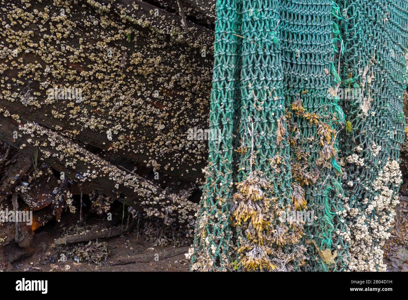 Old fishing net covered with barnacles hanging from wrecked wooden boat ...