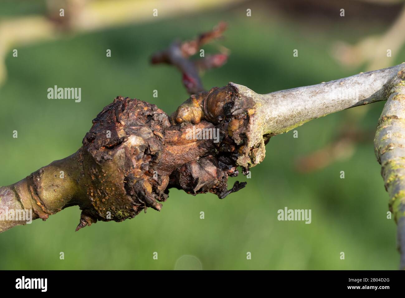 Close up of canker on an apple tree Stock Photo - Alamy
