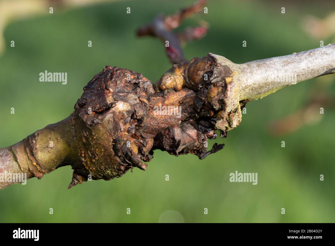 Close up of canker on an apple tree Stock Photo - Alamy