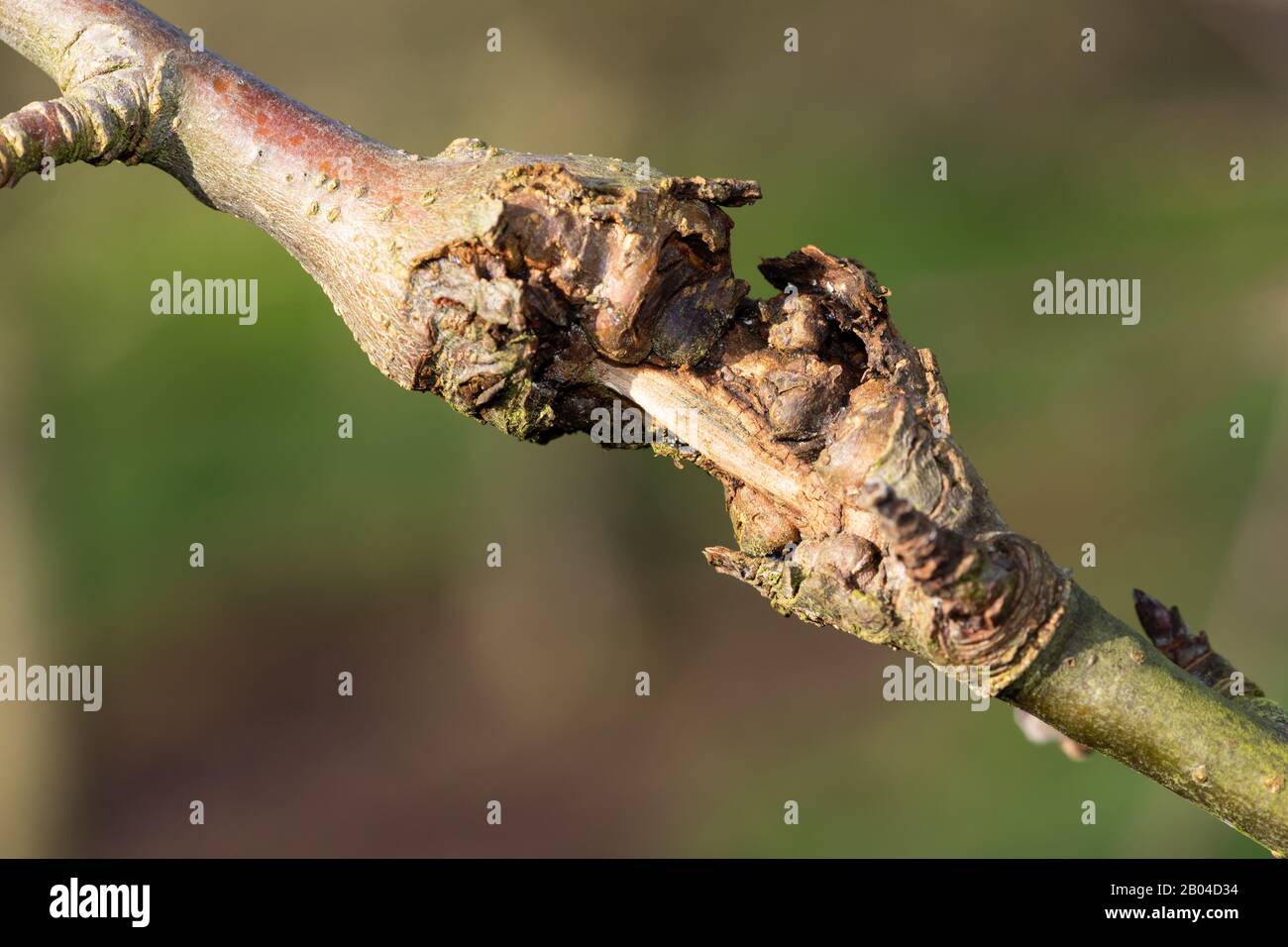 Close up of canker on an apple tree Stock Photo - Alamy