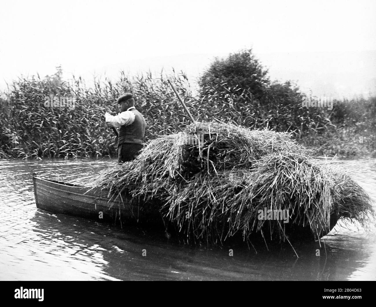Water reed cutter, East Anglia, early 1900s Stock Photo - Alamy