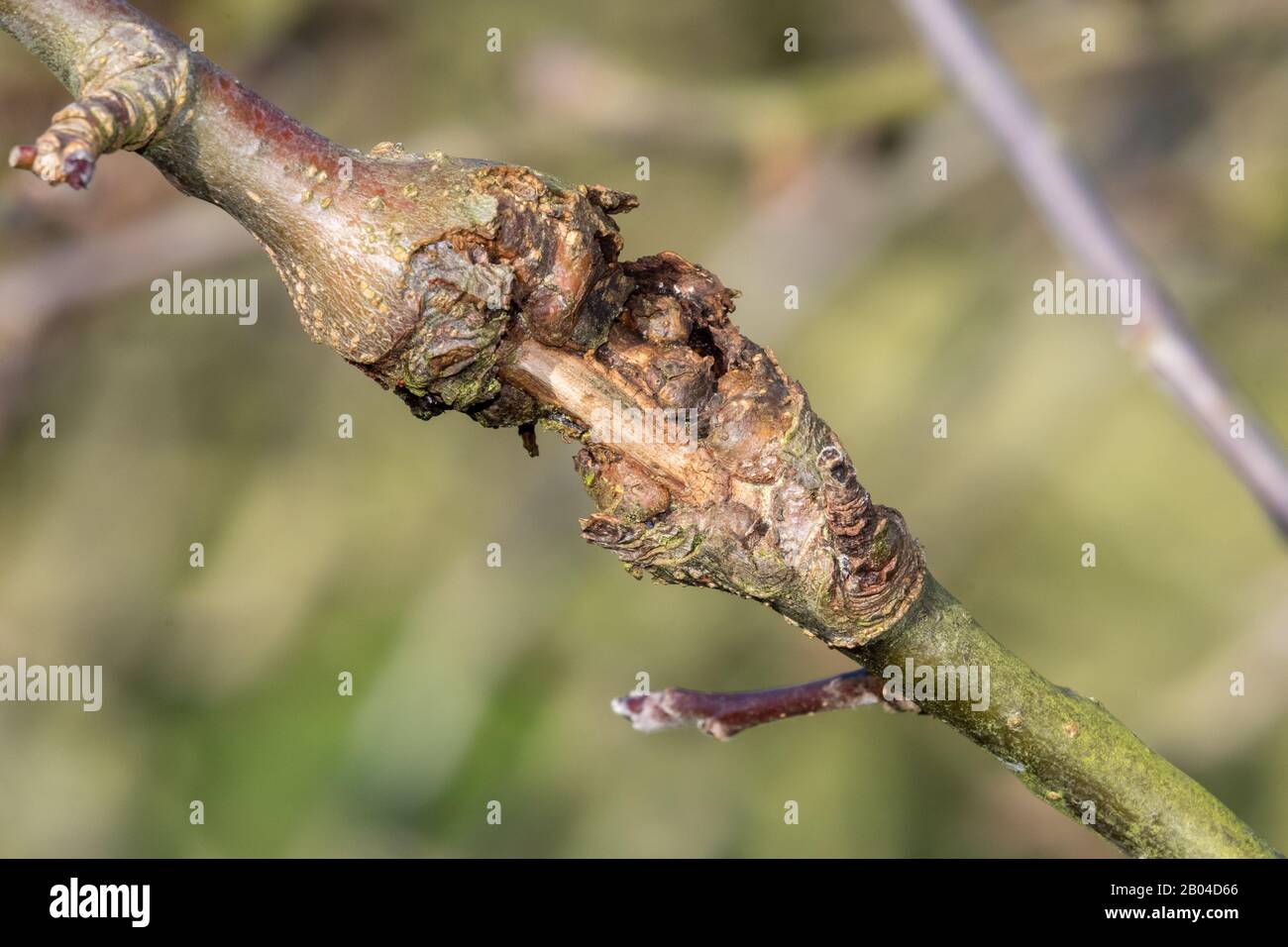 Canker Apple Tree High Resolution Stock Photography and Images - Alamy