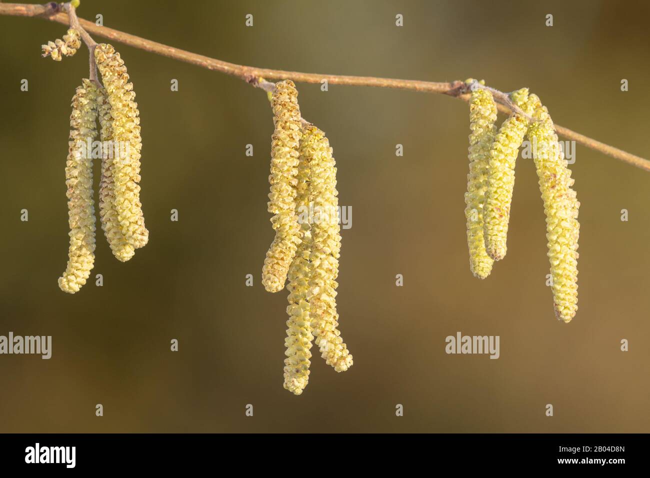Mature male catkins on a Hazel tree (corylus avellana Stock Photo - Alamy