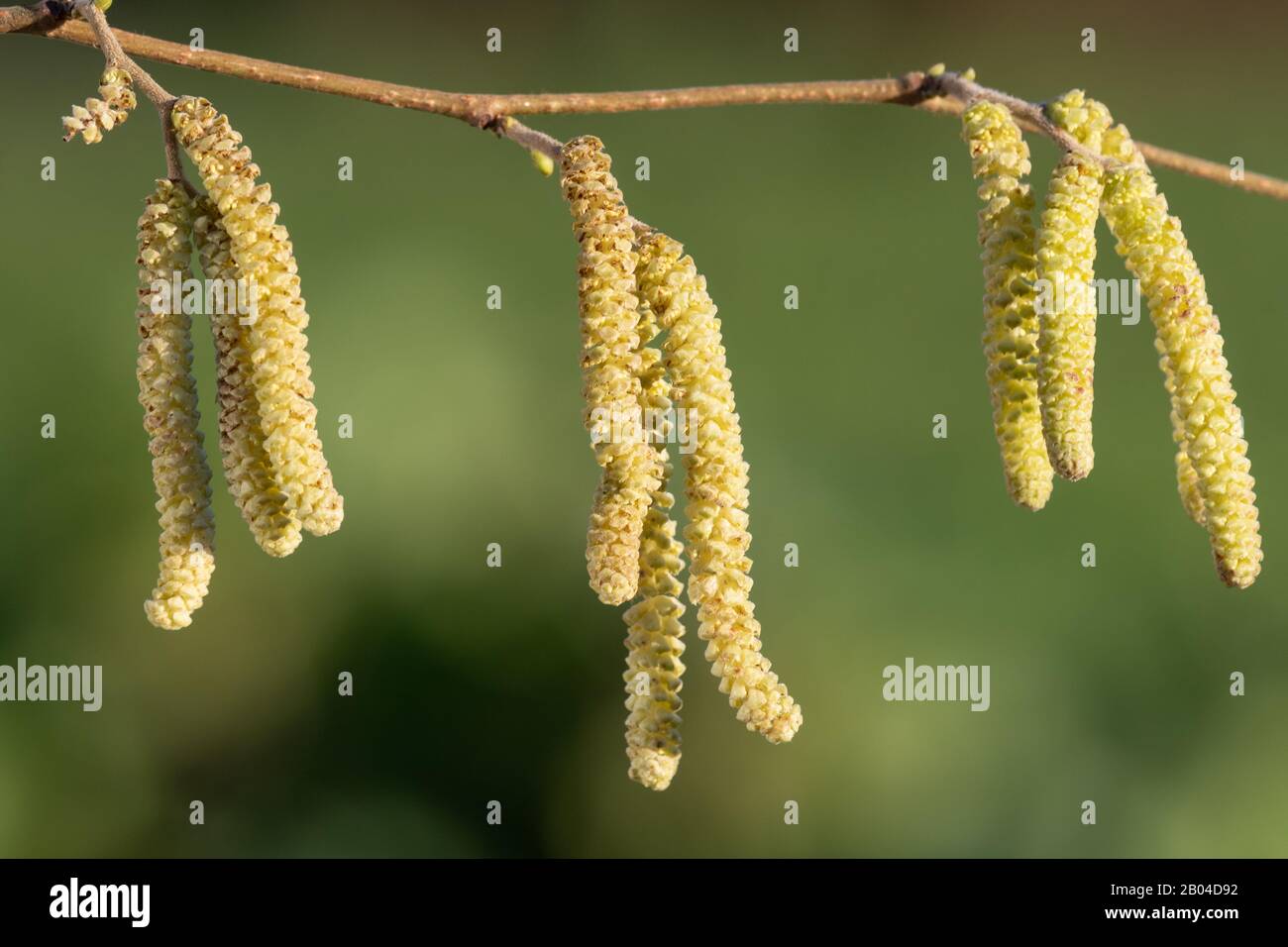 Mature male catkins on a Hazel tree (corylus avellana Stock Photo - Alamy