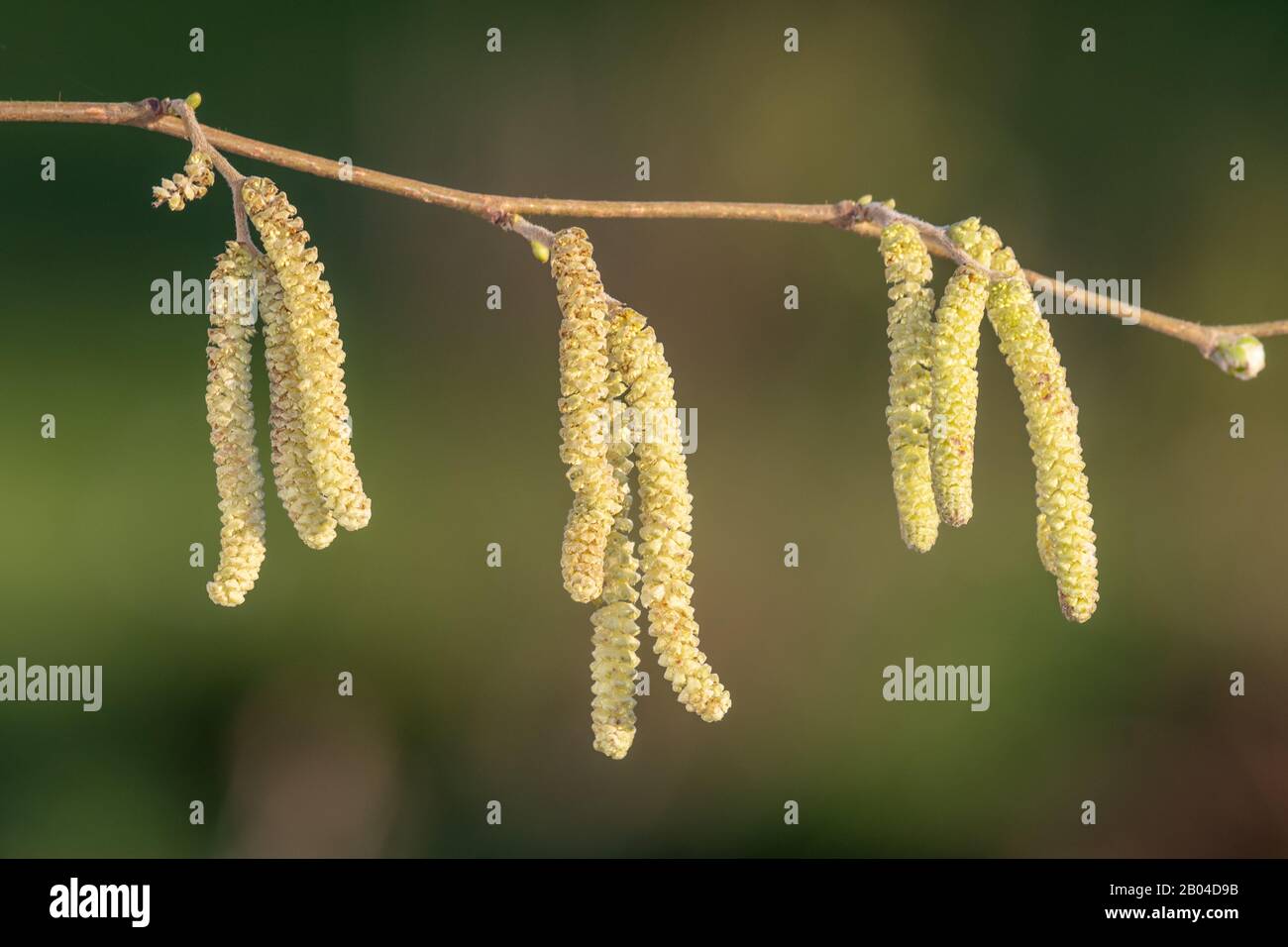 Mature male catkins on a Hazel tree (corylus avellana Stock Photo - Alamy