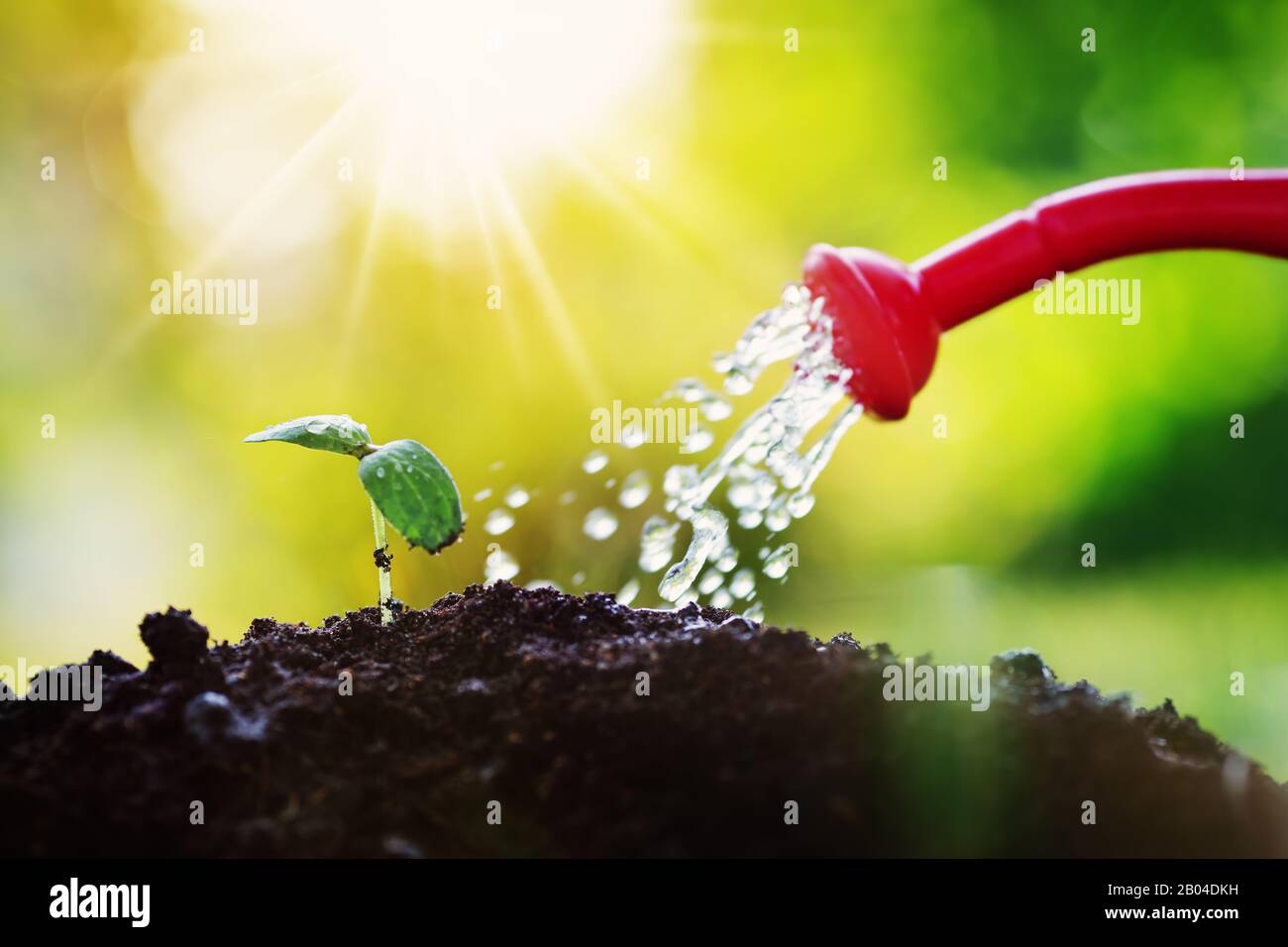 Water drops falling onto new sprout on sunny day in the garden in ...