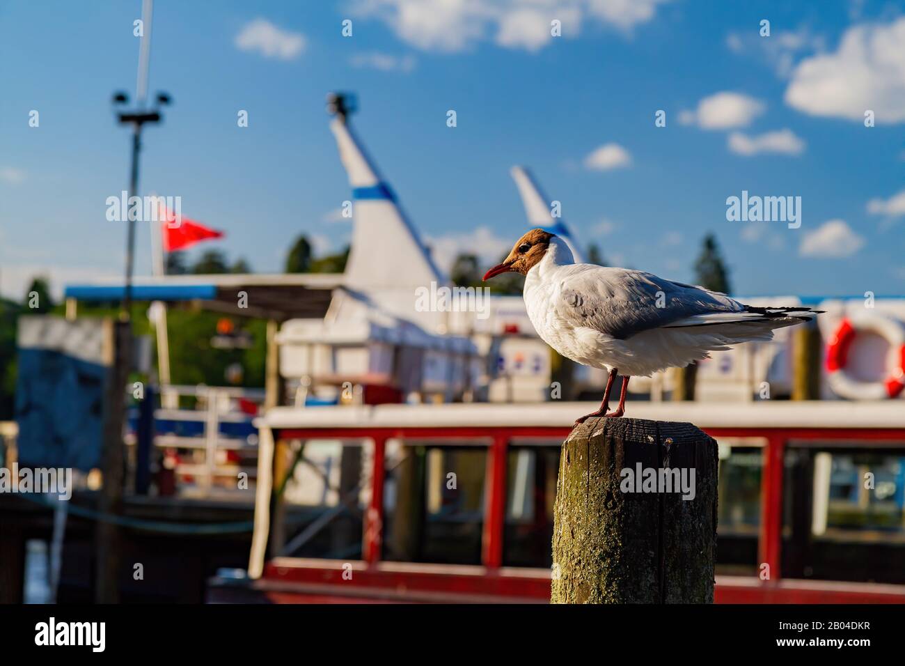 Wild Brown headed gull standing around Lake Windermere at Ambelside ...