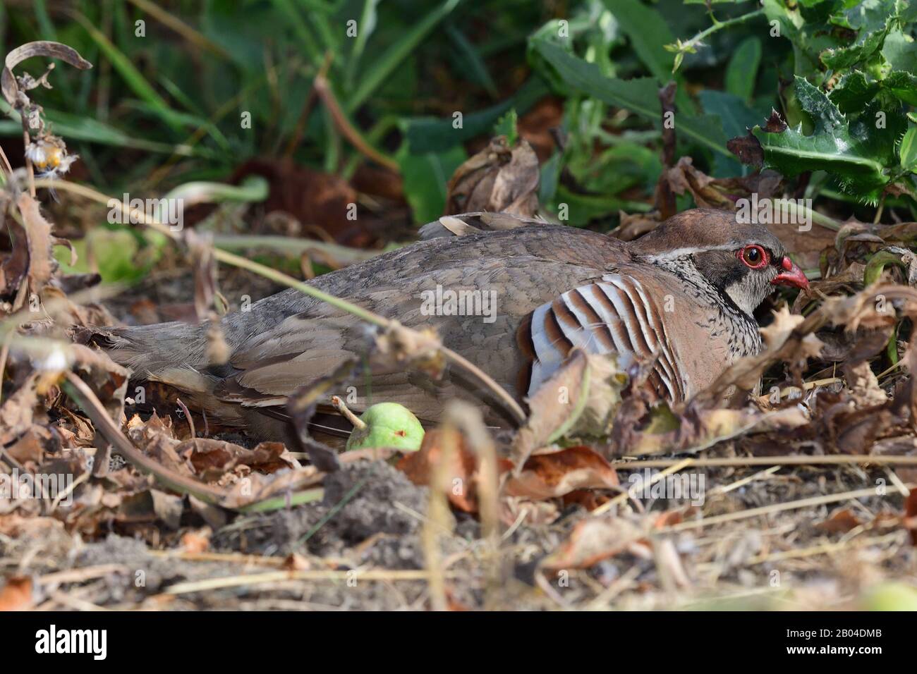 Portrait of a French partridge (alectoris rufa) sitting on the ground ...