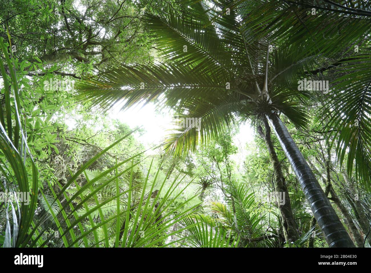 Tree canopy in tropical jungle Stock Photo - Alamy