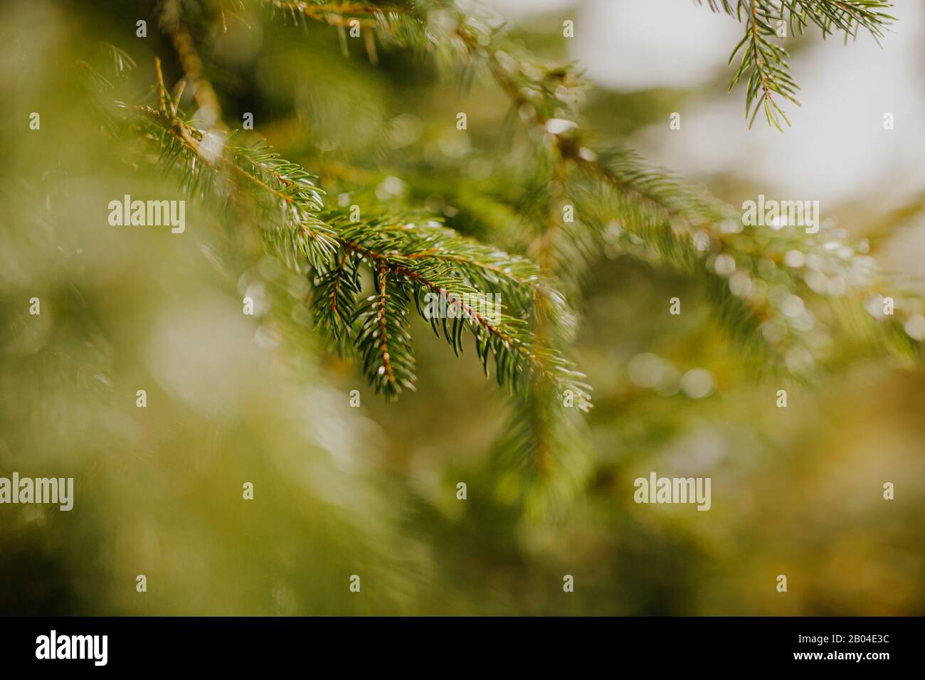 close up of pine tree branch in winter Stock Photo - Alamy