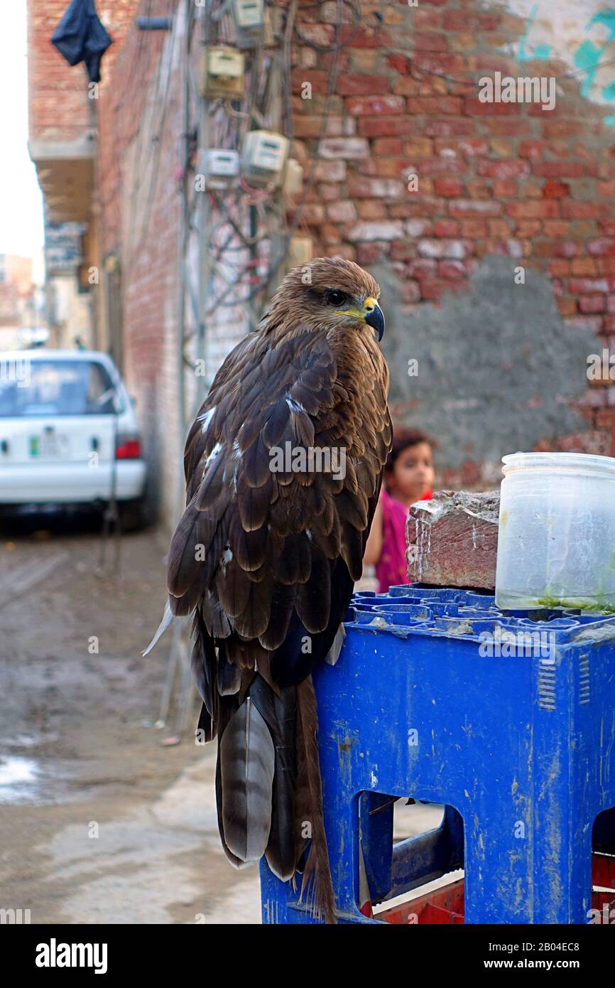 Eagle in a Pakistan Street Stock Photo - Alamy
