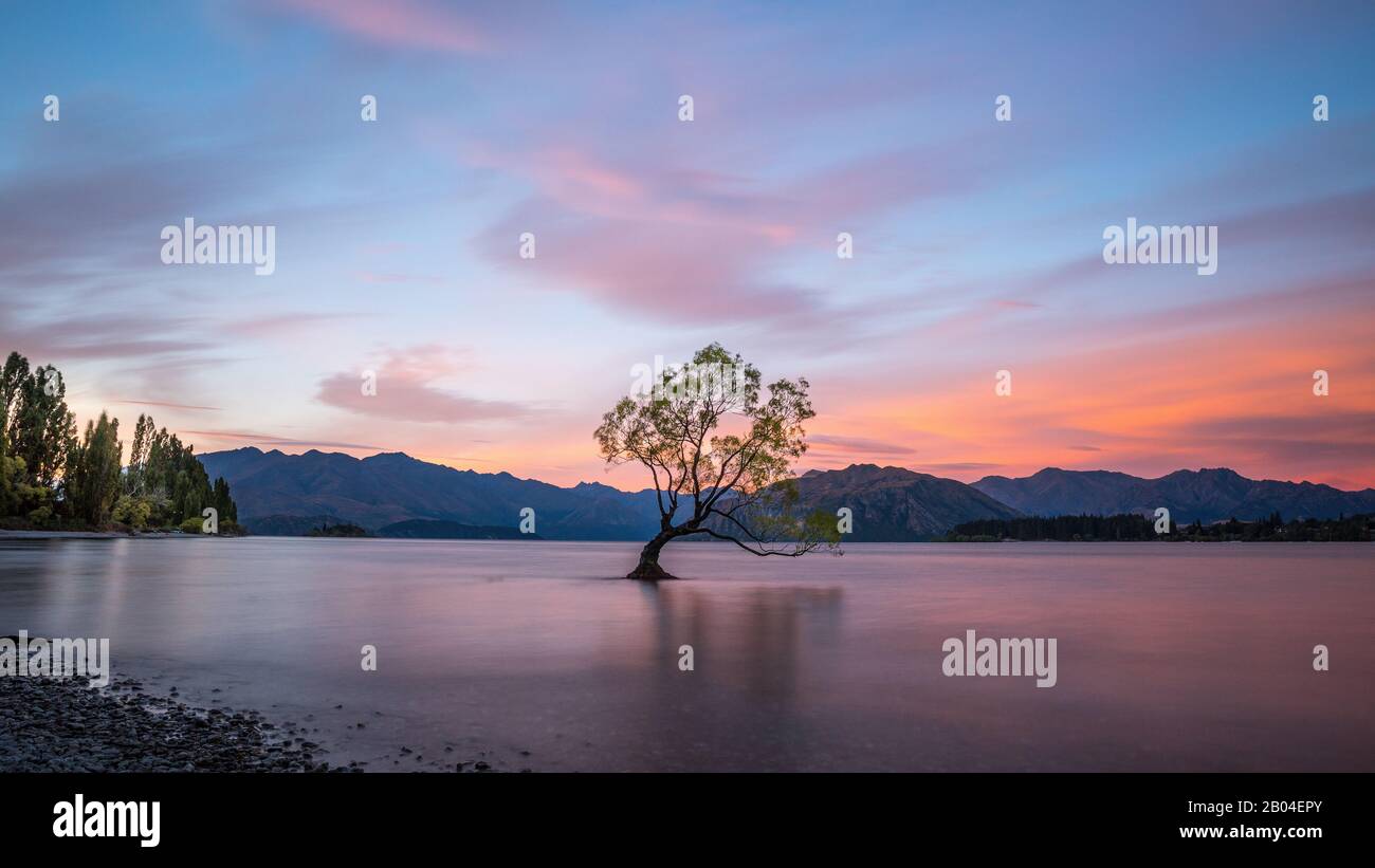 Lonely tree standing in Lake Wanaka, New Zealand at sunset. One of New ...