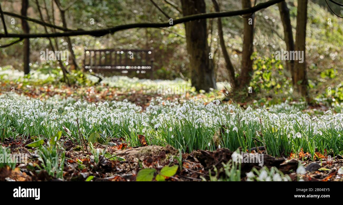 Woodland snowdrops in the sunshine Stock Photo - Alamy