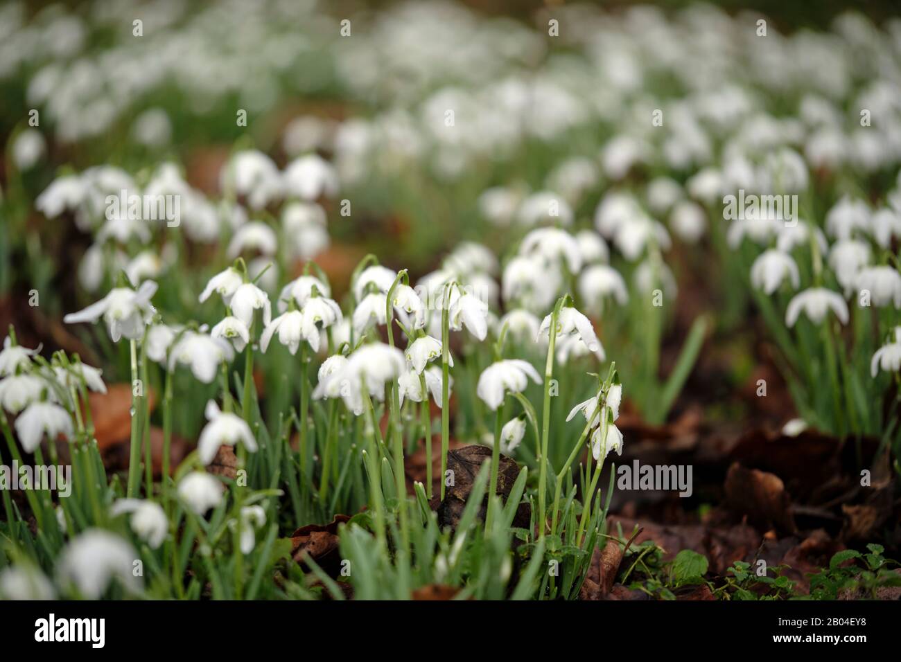 Field of snowdrops (Galanthus nivalis) blooming in early spring with ...