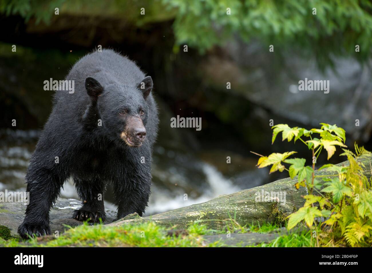 American black bear (Ursus americanus) at creek at Neets Bay fish ...