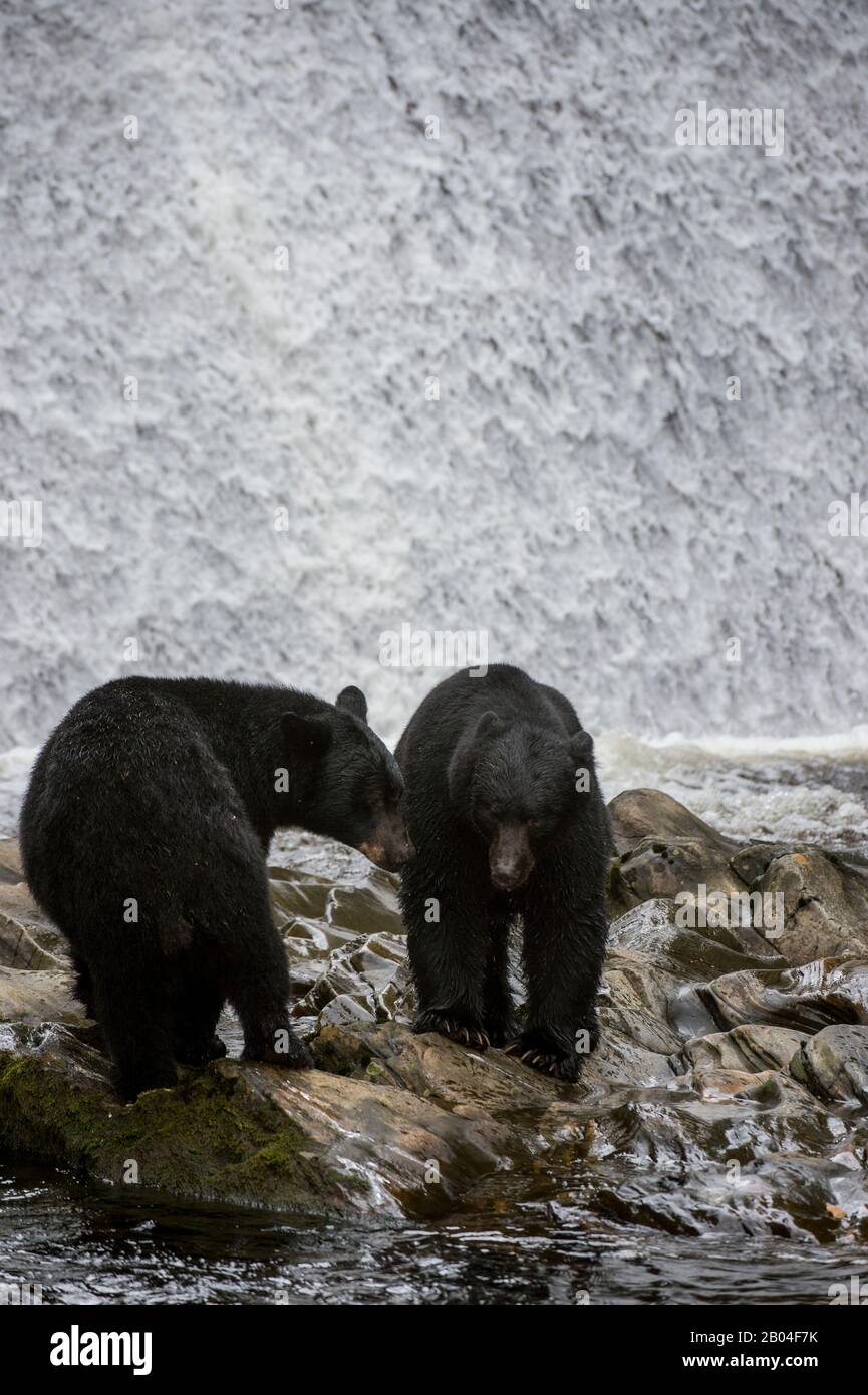 American black bears (Ursus americanus) at waterfall at Neets Bay fish ...