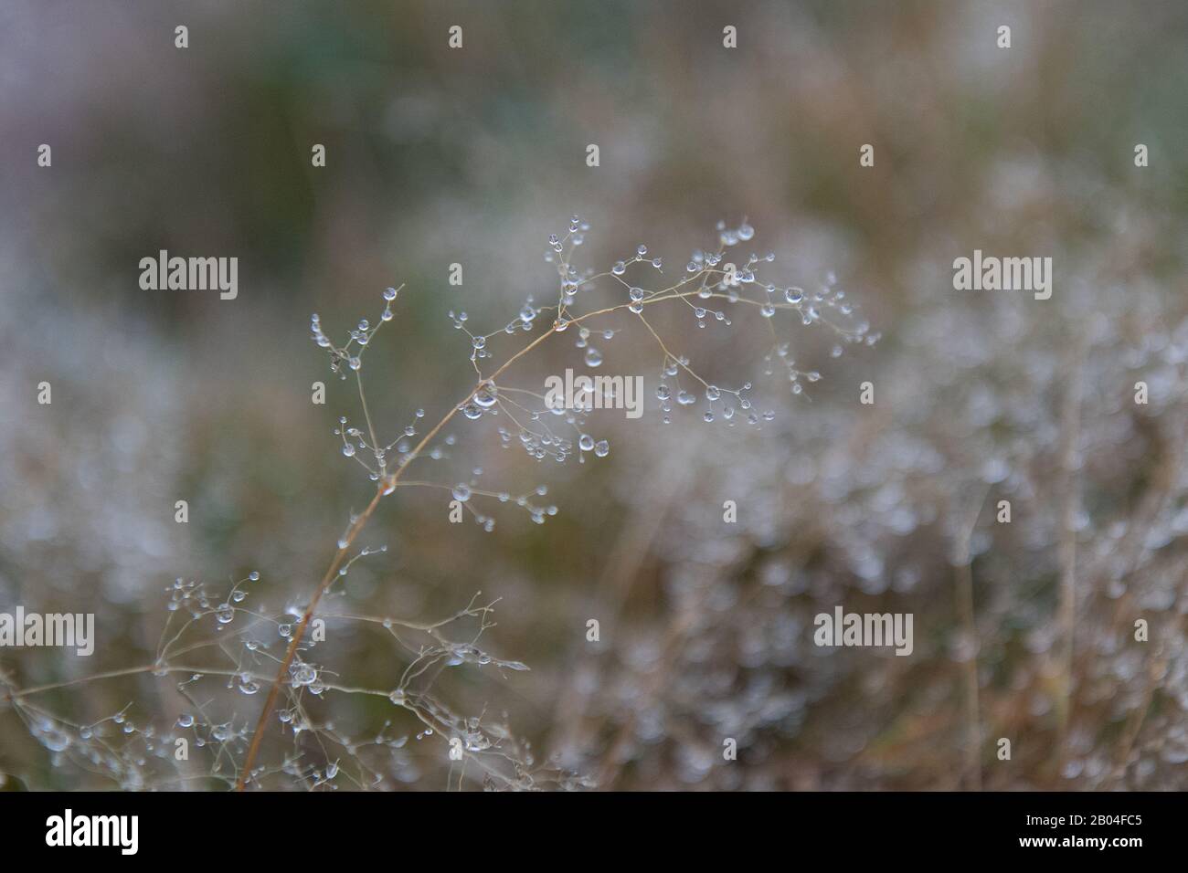 Freezing dew drops on grass hi-res stock photography and images - Alamy