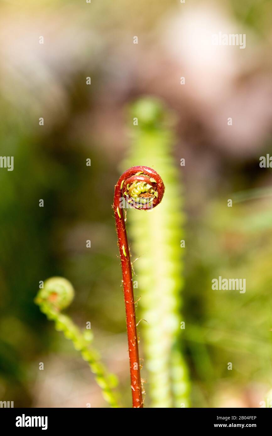 New fern fiddlehead Stock Photo - Alamy