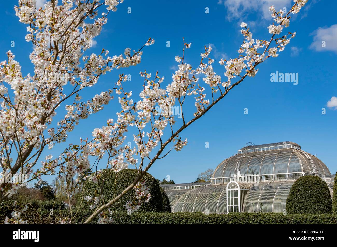 Royal botanic gardens kew cherry hi-res stock photography and images ...