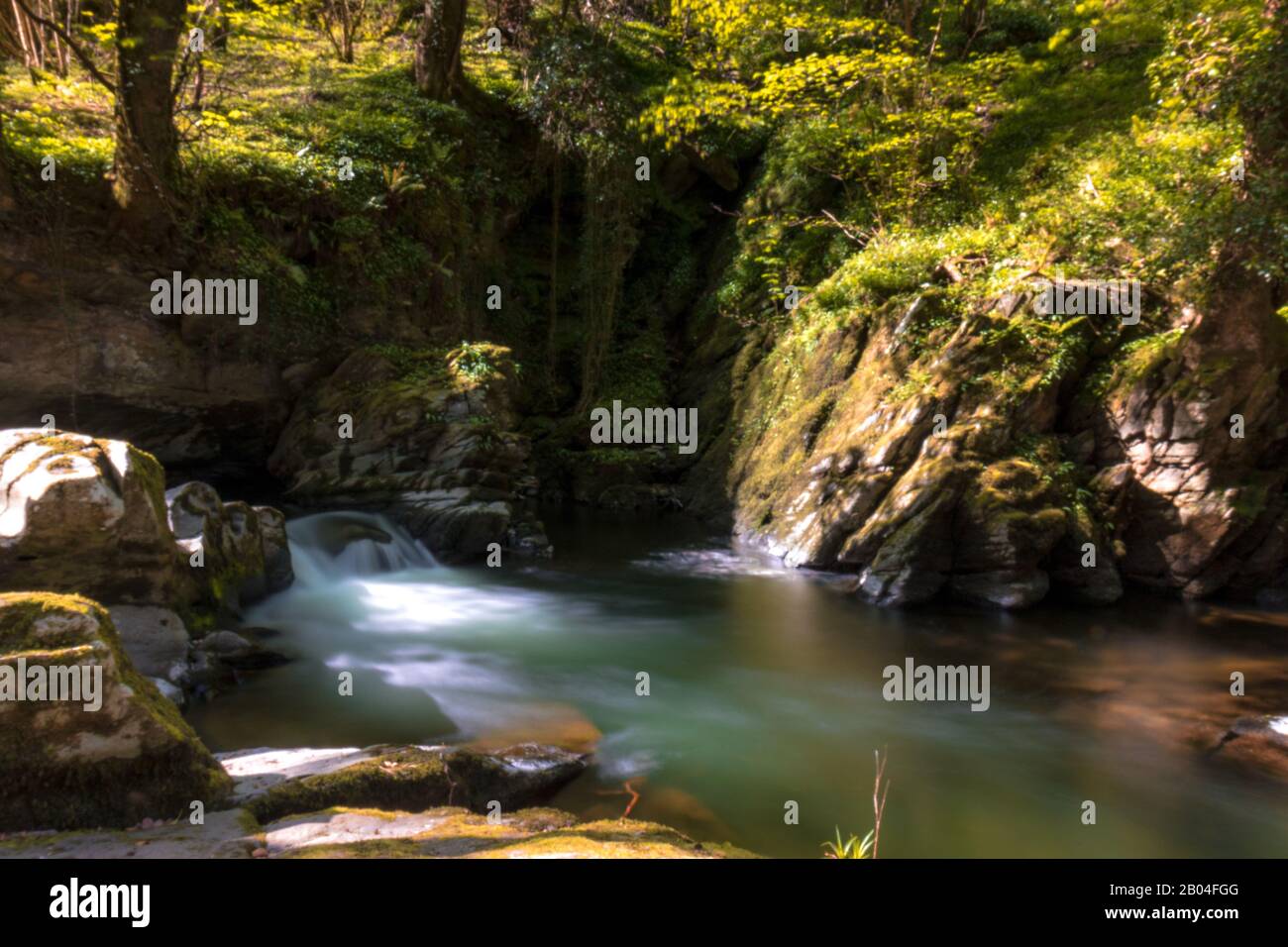 Secret forest pool Stock Photo - Alamy