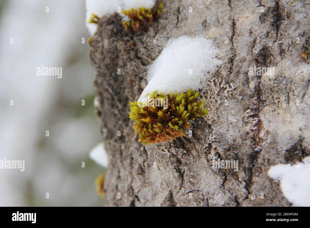 Moss grey hi-res stock photography and images - Alamy