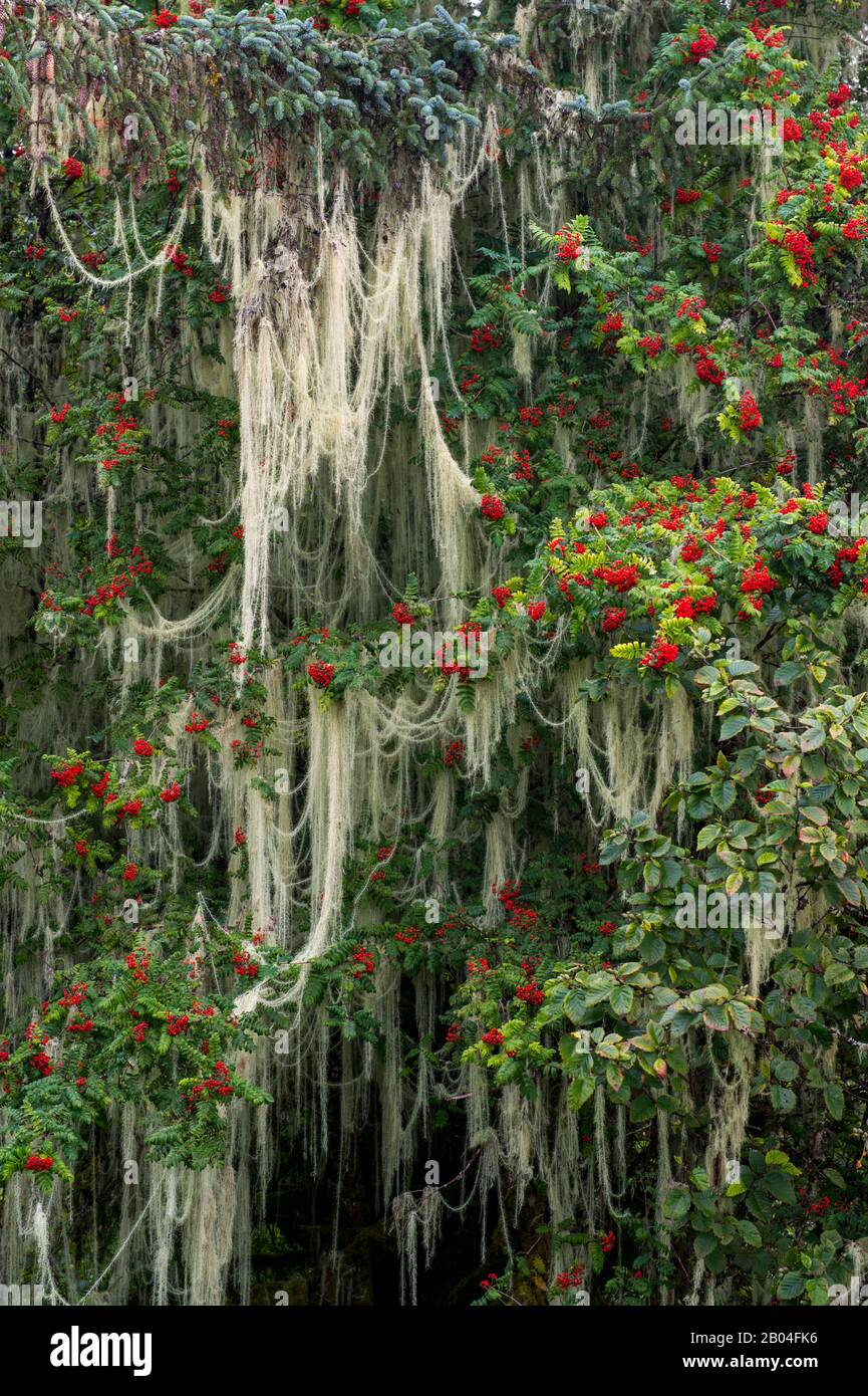 A Mountain ash tree with berries covered with lichens in Wrangell city ...