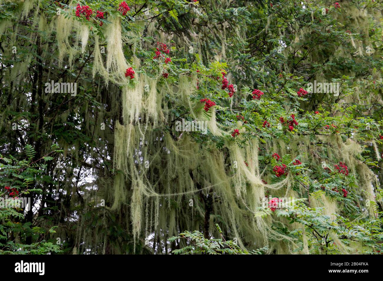 A Mountain ash tree with berries covered with lichens in Wrangell city ...
