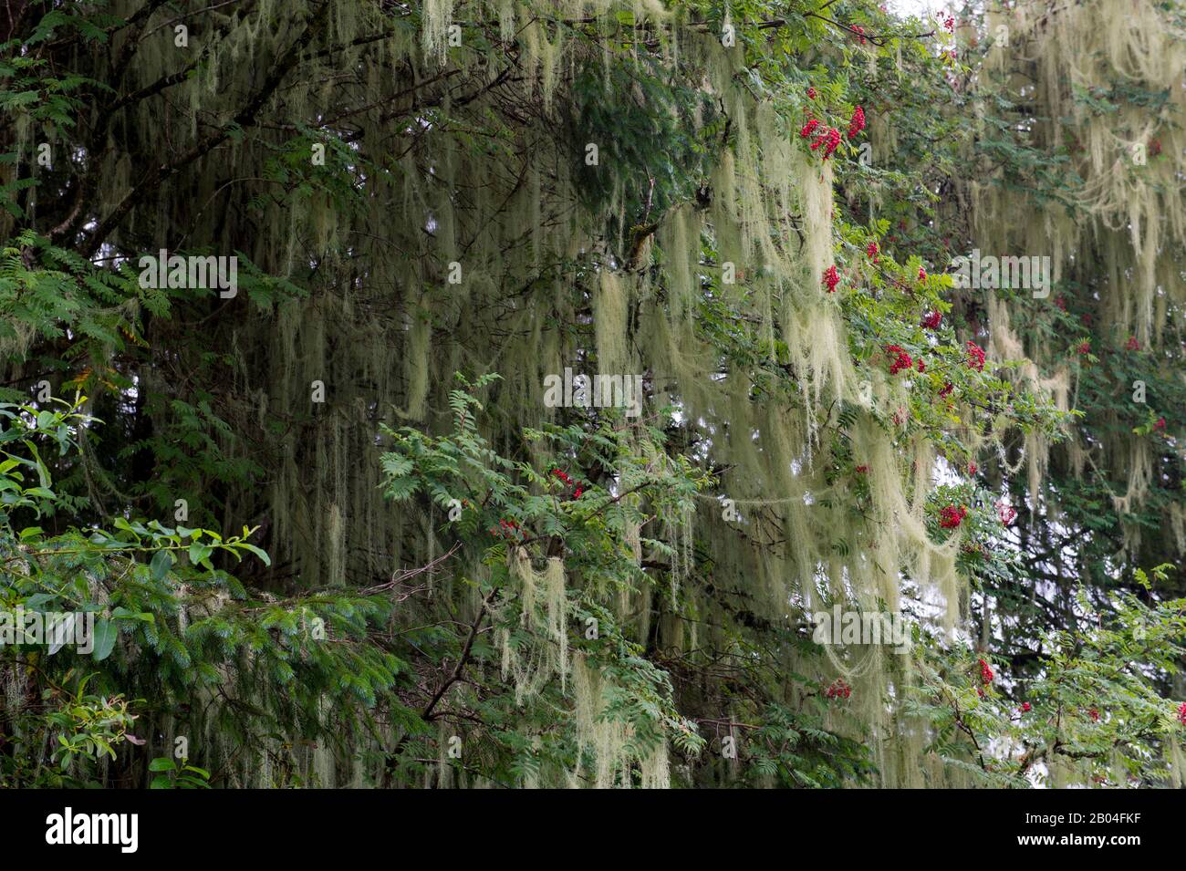 A Mountain ash tree with berries covered with lichens in Wrangell city ...