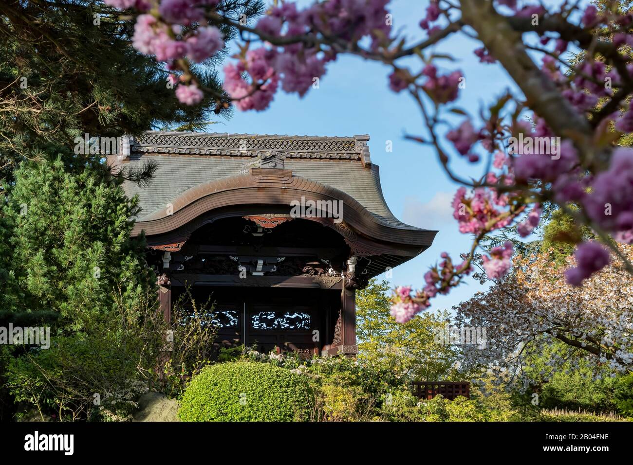 The beautiful cherry tree blossom of the Kew Garden at Richmond, United ...