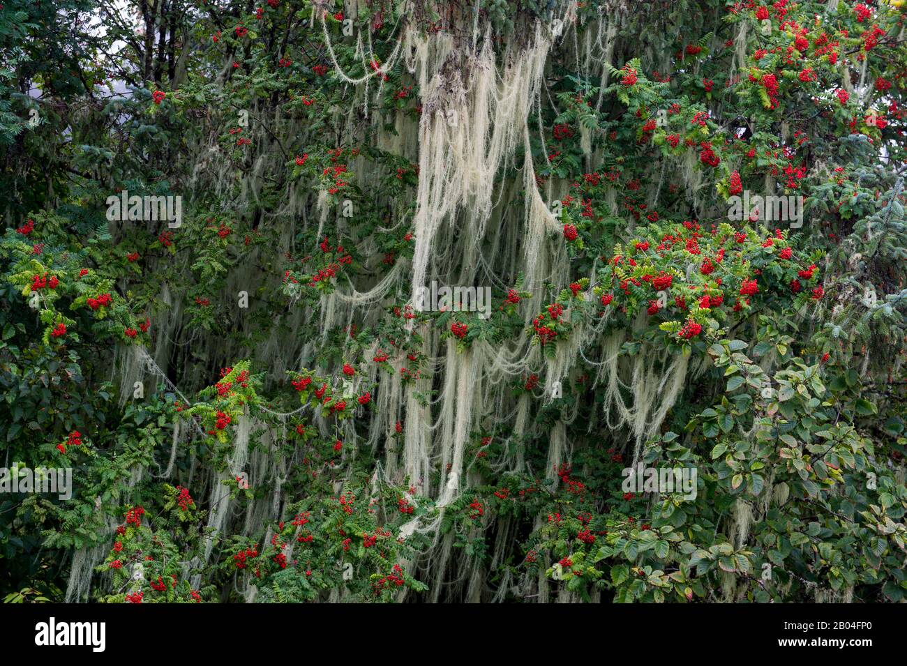 A Mountain ash tree with berries covered with lichens in Wrangell city ...