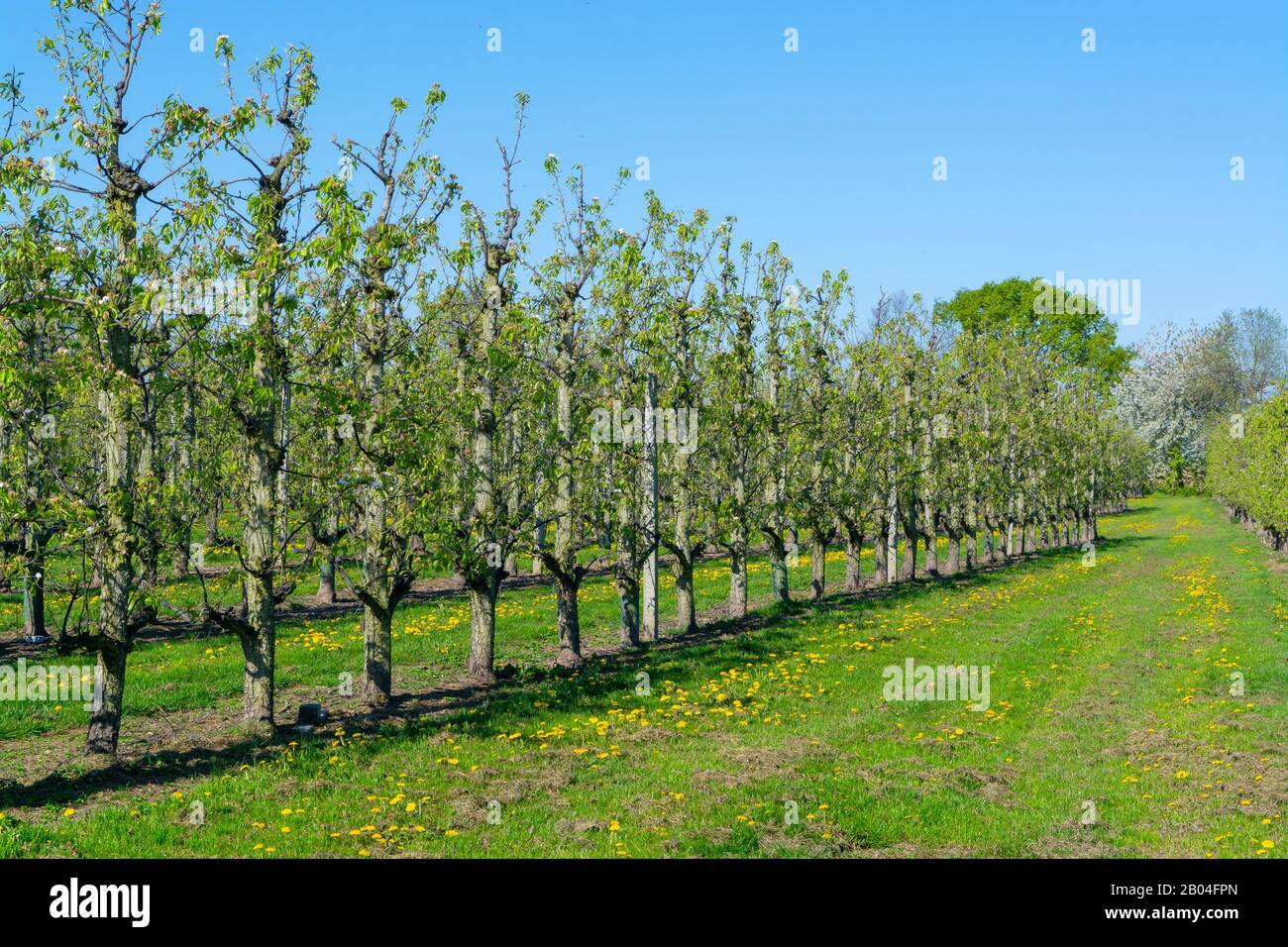 Rows of pear trees in orchard, fruit region Haspengouw in Belgium ...