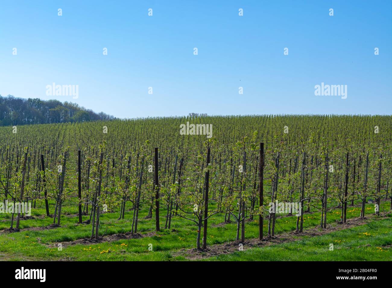 Rows of pear trees in orchard, fruit region Haspengouw in Belgium ...