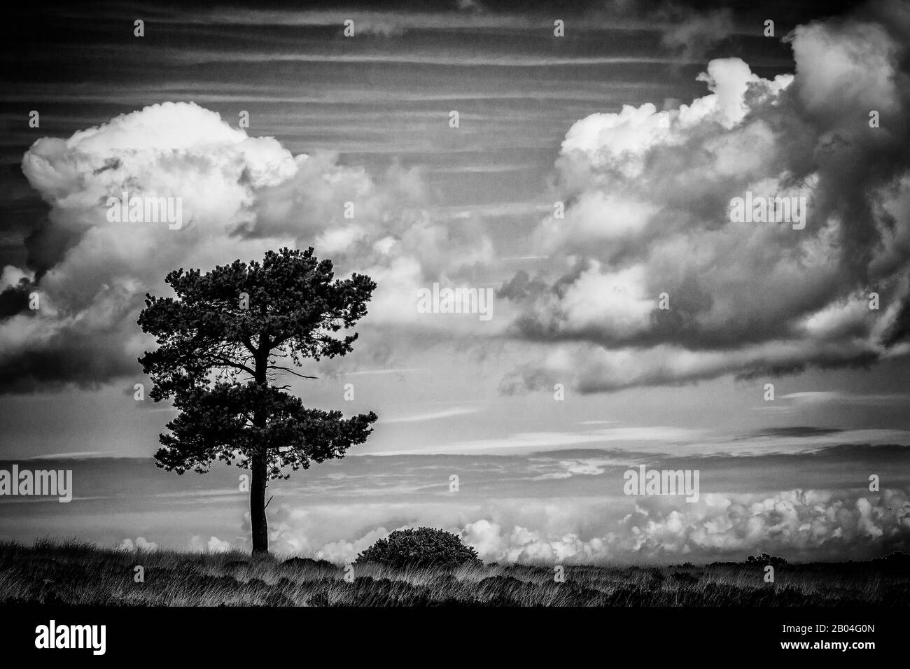 Loan Tree watching the clouds Stock Photo - Alamy
