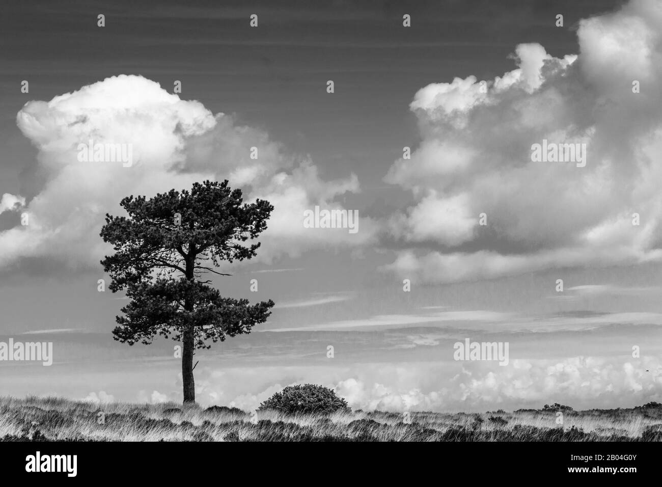 Loan tree hi-res stock photography and images - Alamy