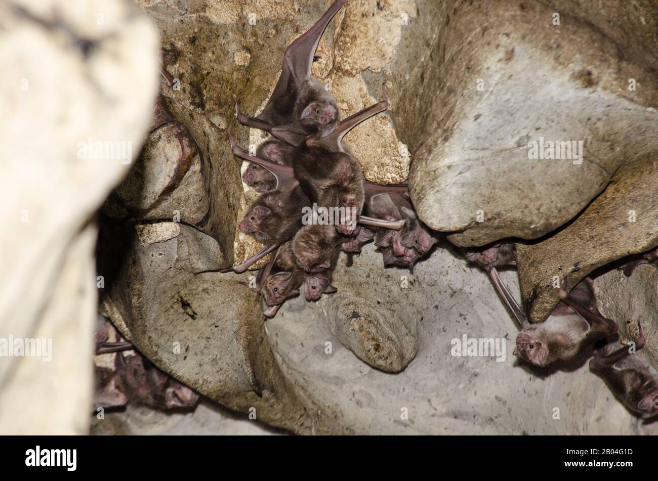 Colony of the Common Vampire Bat (Desmodus rotundus) in a limestone ...