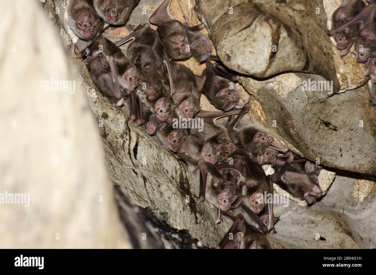 Colony of the Common Vampire Bat (Desmodus rotundus) in a limestone ...