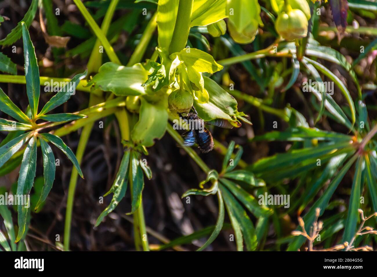 A Xylocope violet (Xylocopa violacea) honey bee flying to a plant to ...
