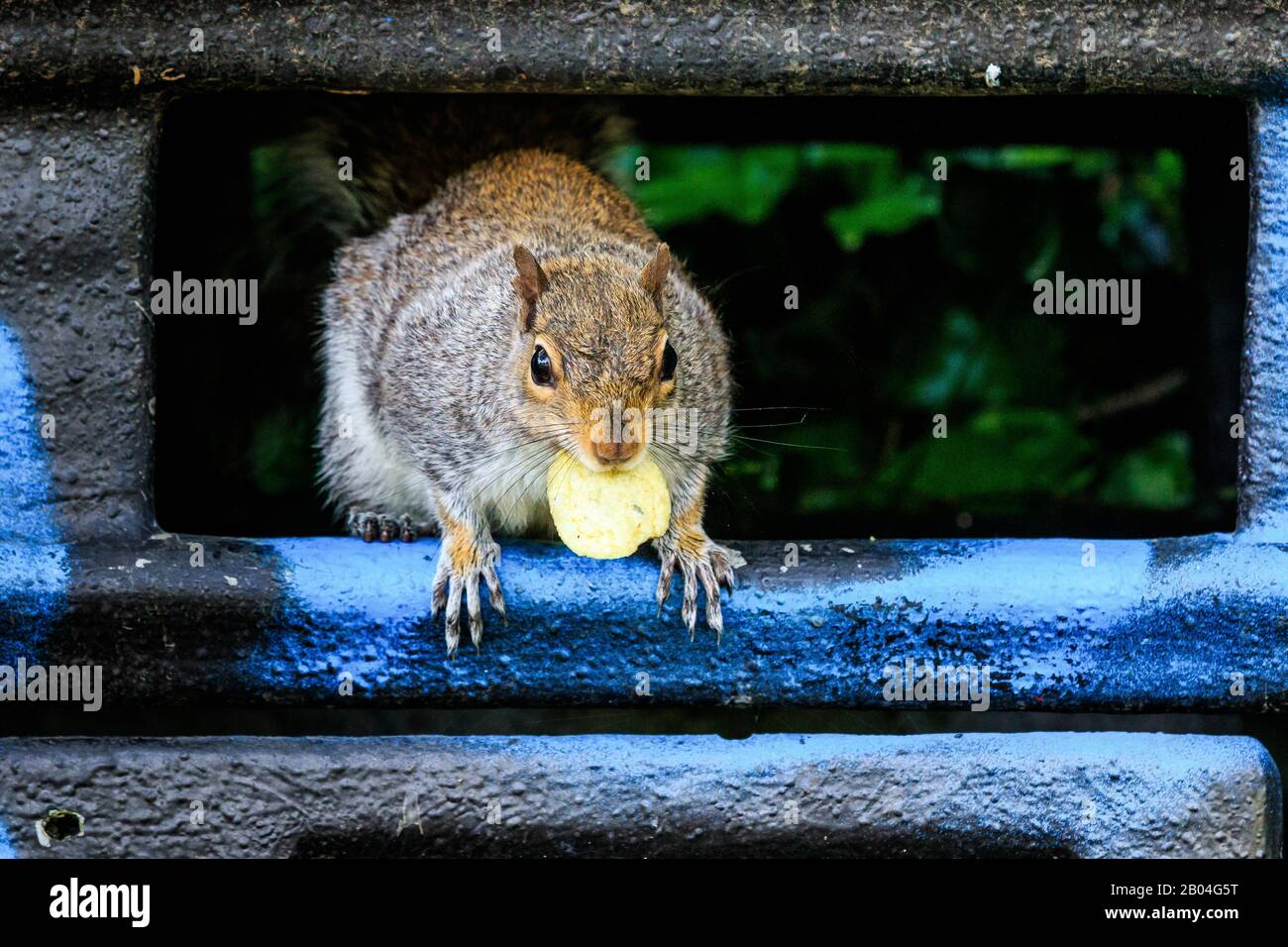 Squirrel eating crisps Stock Photo - Alamy
