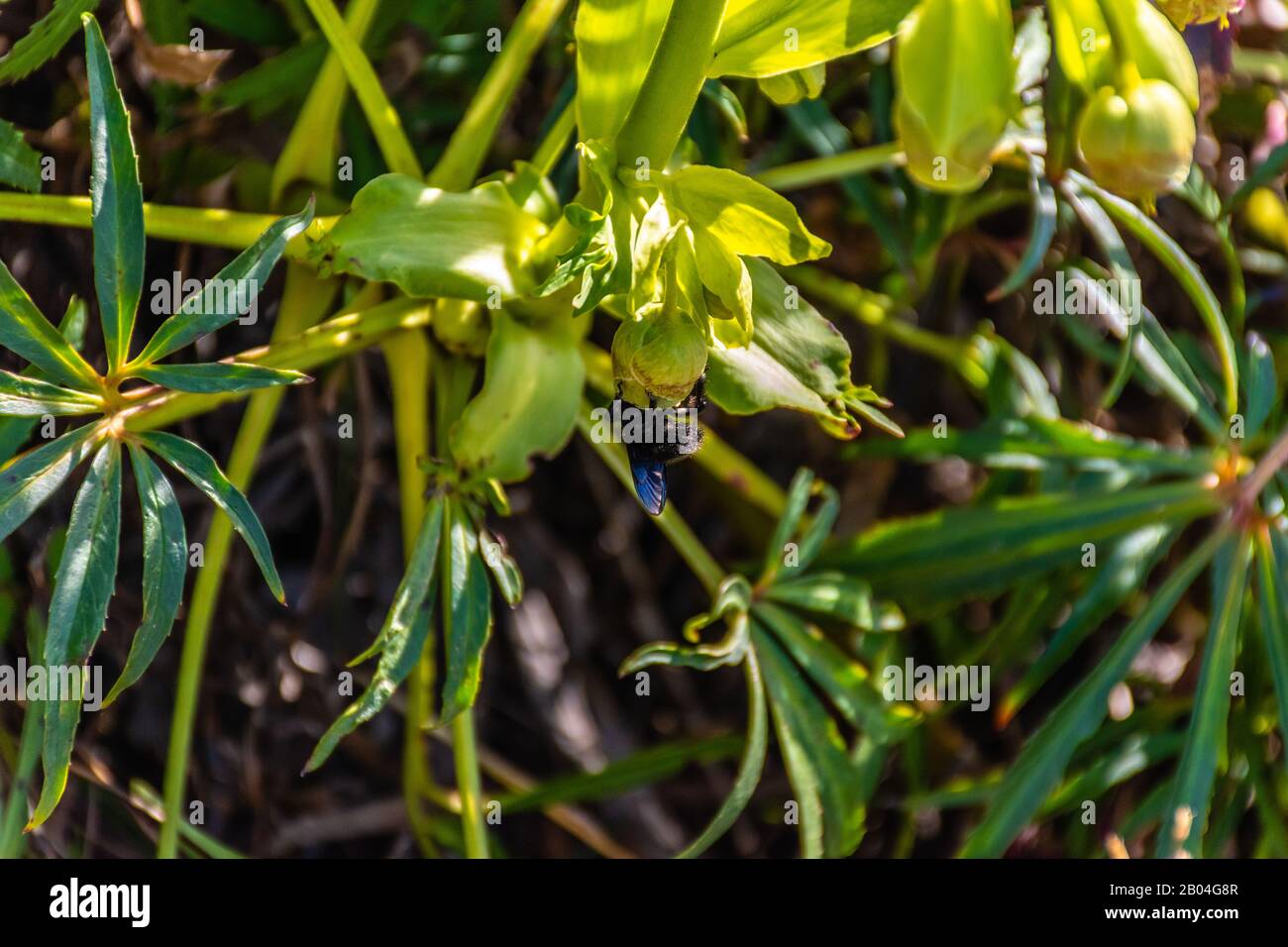 A Xylocope violet (Xylocopa violacea) honey bee pollinating a plant ...