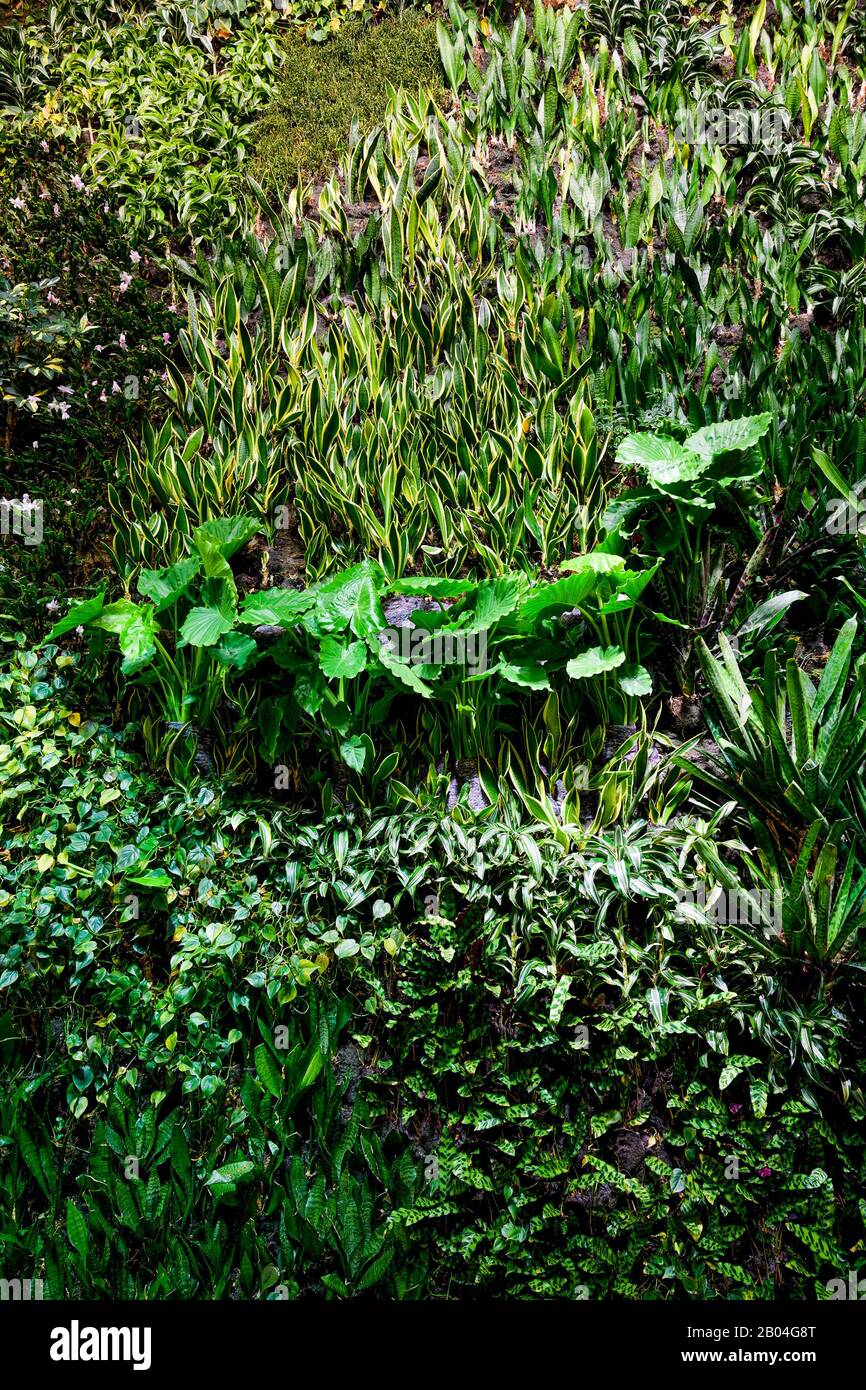 Vertical garden, green wall, living wall Stock Photo - Alamy