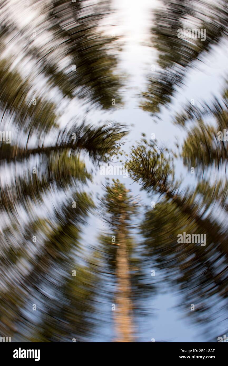 Ponderosa pine tree swirl in Kamiak Butte County Park in Whitman County ...