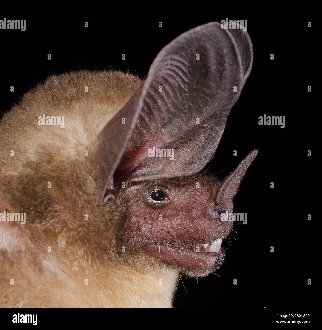The pygmy round-eared bat (Lophostoma brasiliense Stock Photo - Alamy