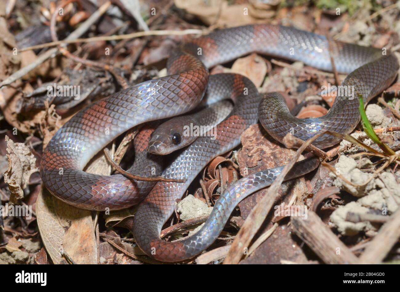 Oxyrhopus petola, commonly known as the false coral or calico snake, is ...