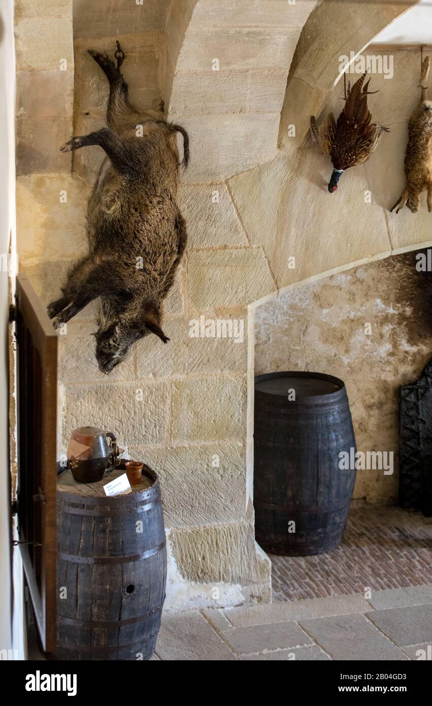 Wild boar trophies hi-res stock photography and images - Alamy