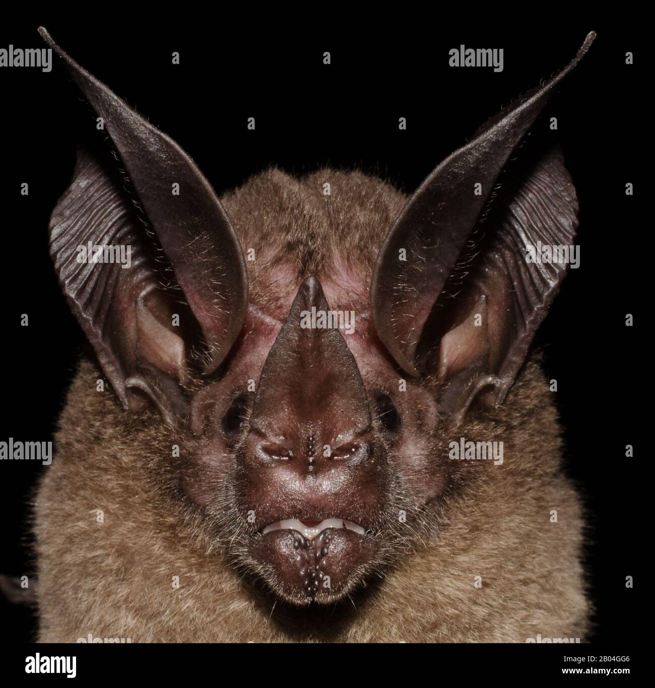 Portrait of Brazilin bat. the White-throated Round-eared Bat ...
