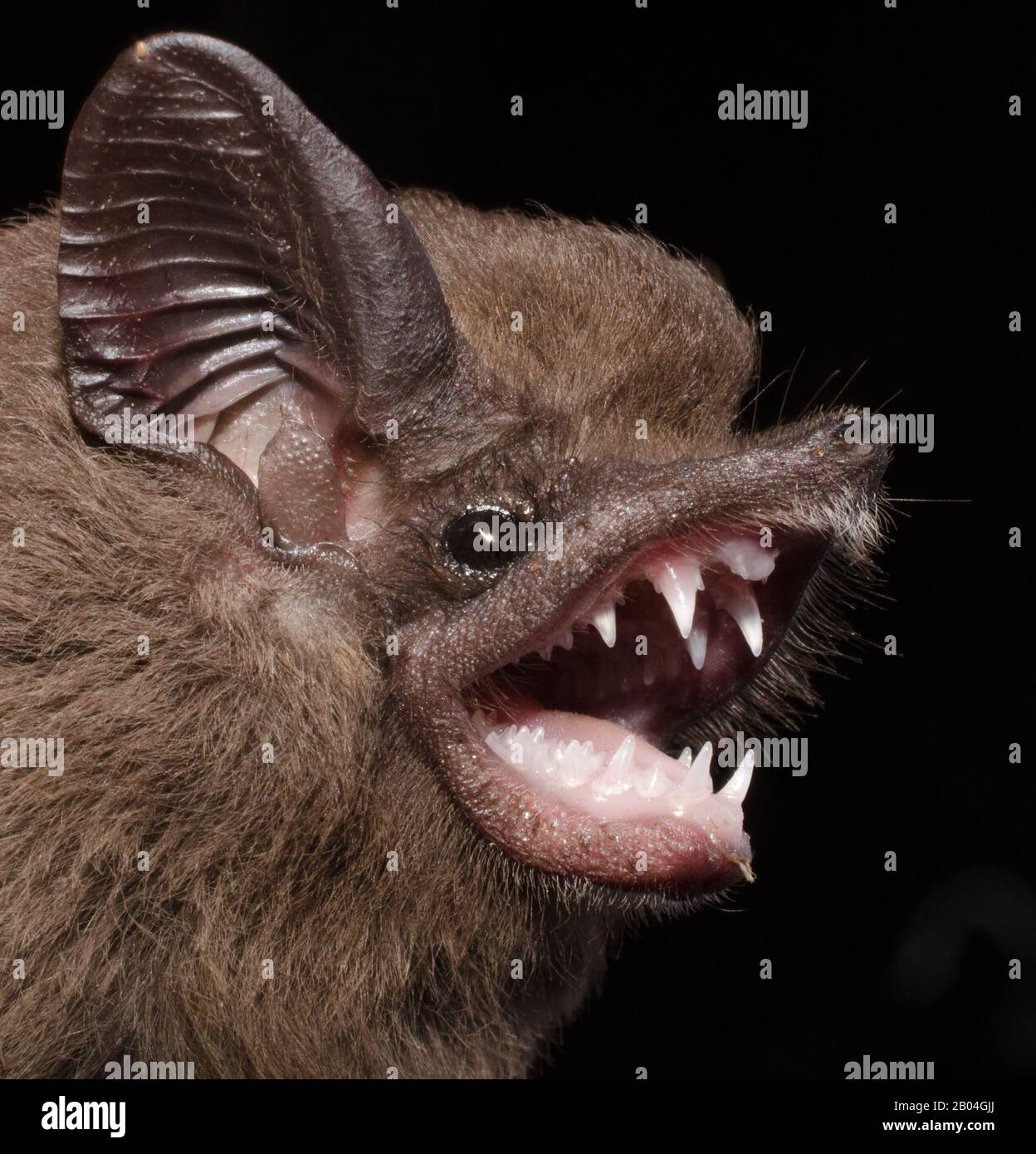 The greater dog-like bat(Peropteryx kappleri) is a bat species from ...
