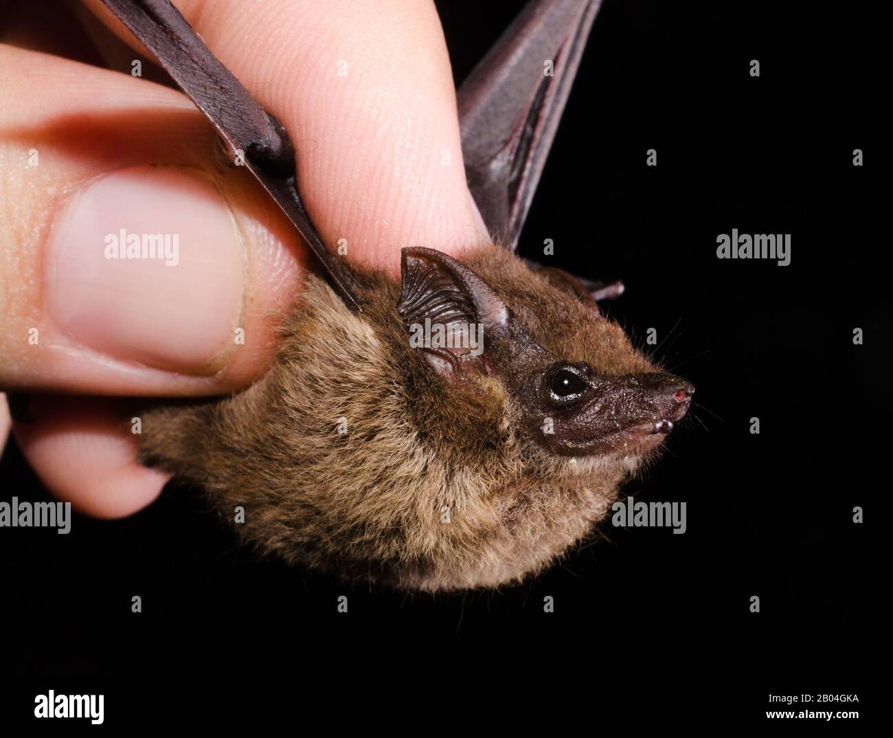 The lesser sac-winged bat or lesser white-lined bat (Saccopteryx ...