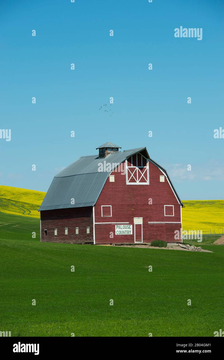 The Palouse Barn with Canola field in background outside of Uniontown ...